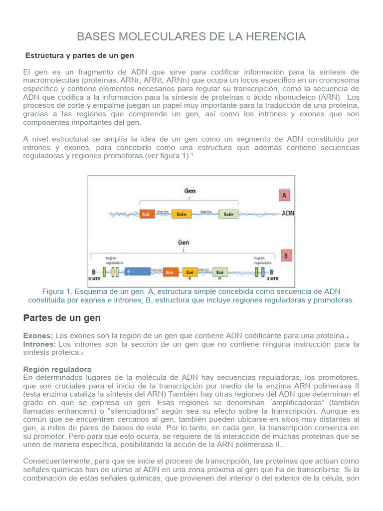 Bases Moleculares de La Herencia | Descargar gratis PDF | Mitosis | Gene