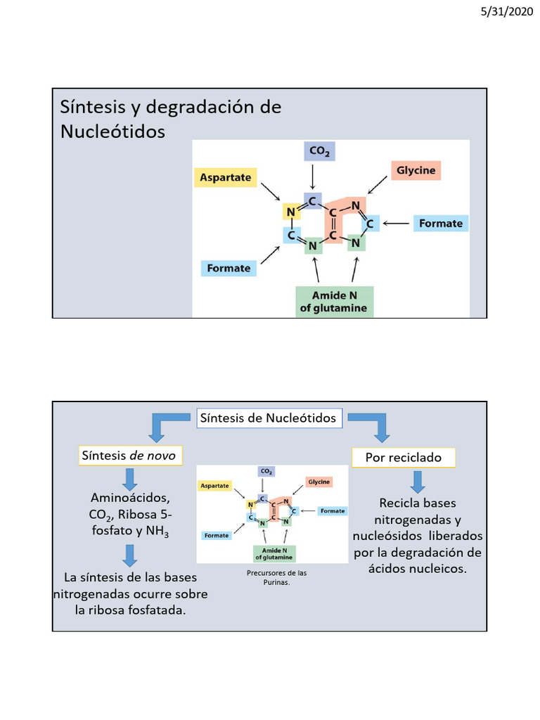 Metabolismo de Ácidos Nucleicos | PDF | Replicación De Adn | Biosíntesis