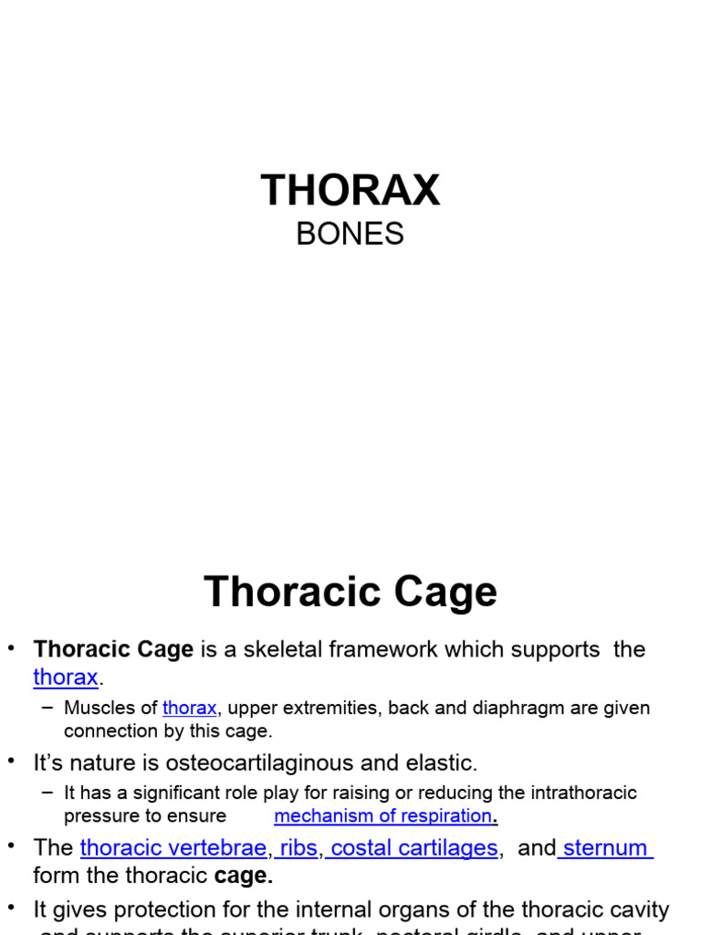 ANA 202 Bones of The Thorax-1 | PDF | Thorax | Skeletal System