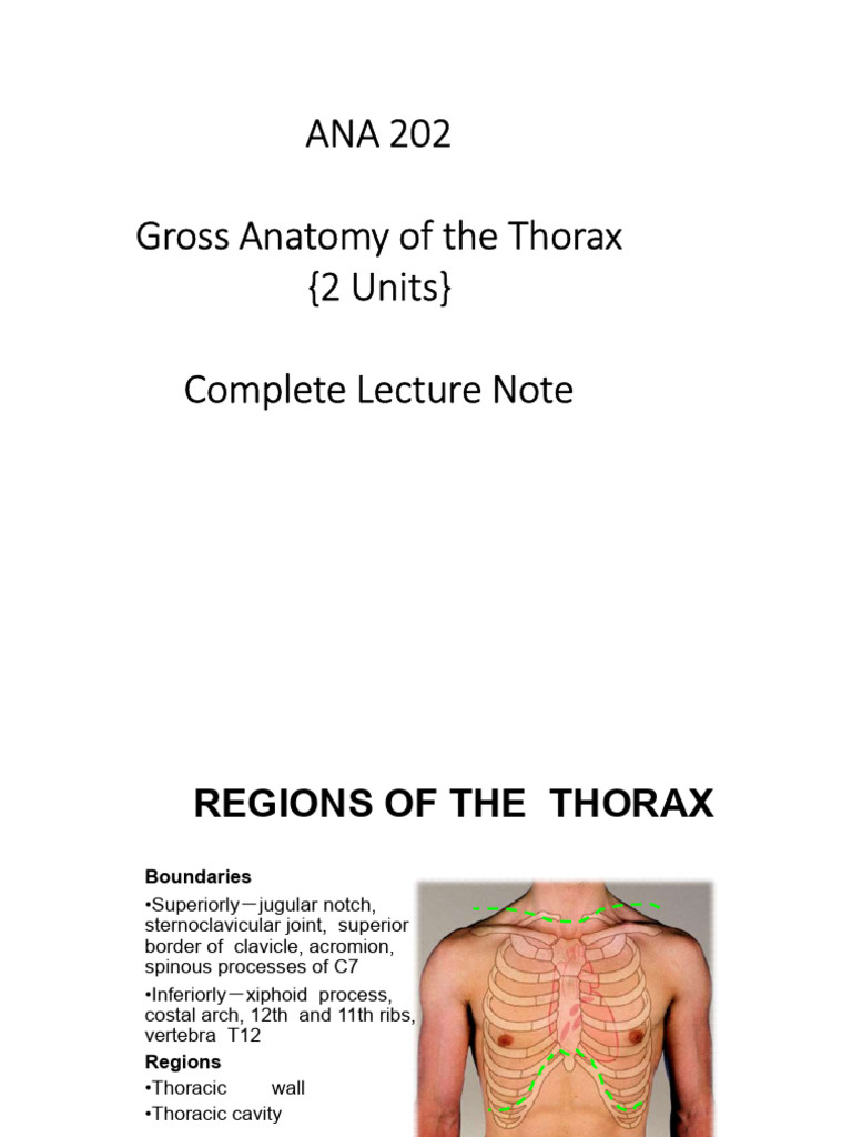 Thorax Anatomy: Gross Overview | PDF | Atrium (Heart) | Heart
