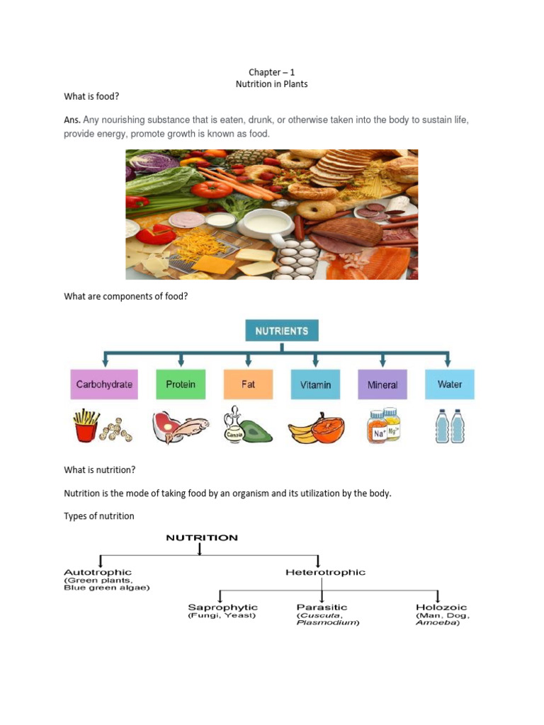 Grade 7 Chapter 1 Nutrition in Plants | PDF | Nutrition | Diet & Nutrition