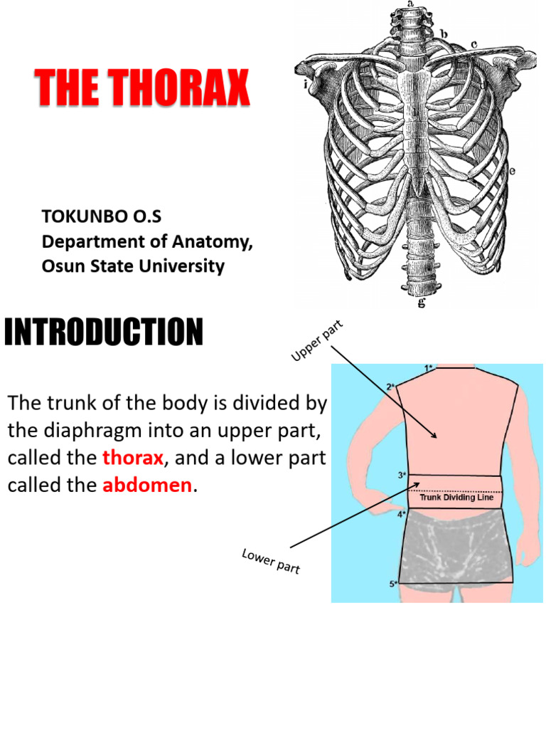 THORAX Complete 200L | PDF | Aorta | Lung