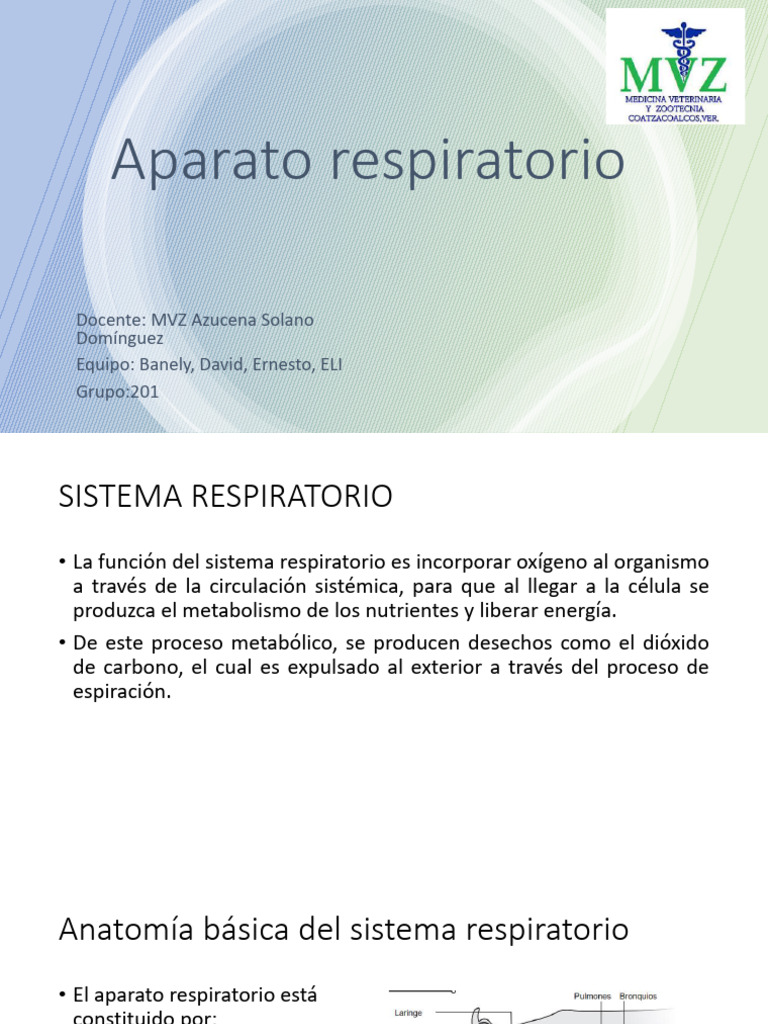Sistema Respiratorio general | Descargar gratis PDF | Pulmón | Sistema respiratorio