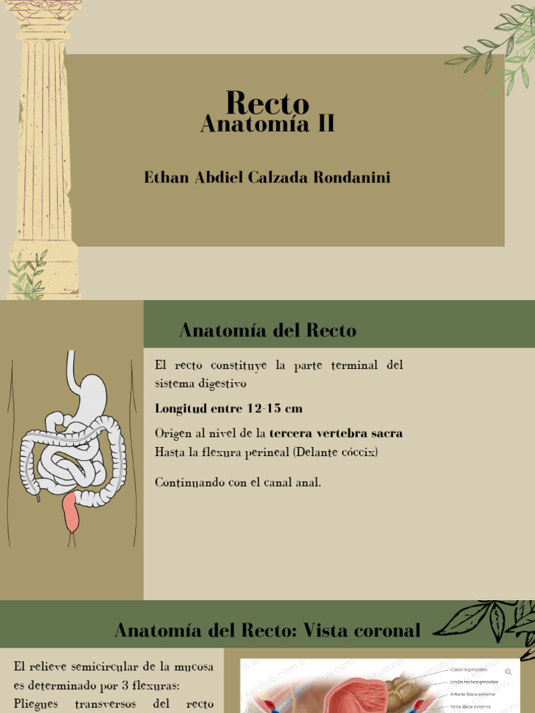 Recto | PDF | Recto | Hemorroides