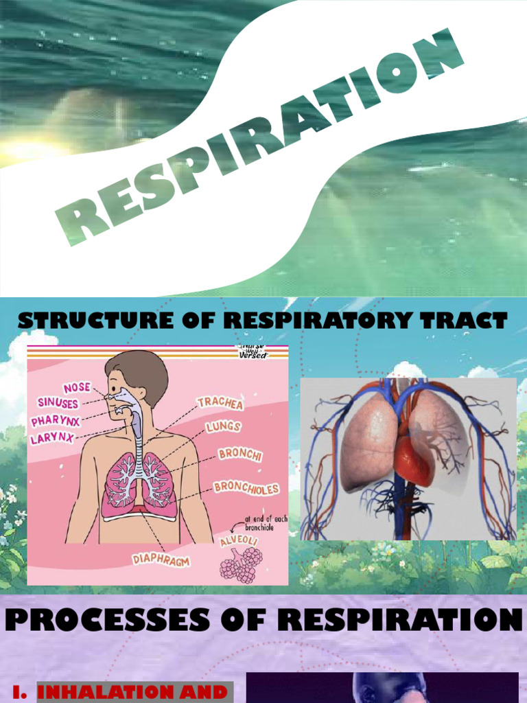 Respiratory System Structure & Function | PDF