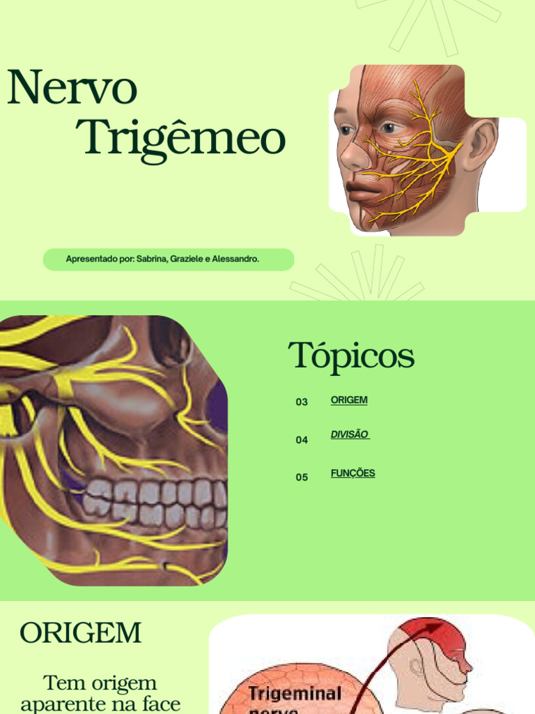 Nervo Trigemeo | PDF | Anatomia | Anatomia humana