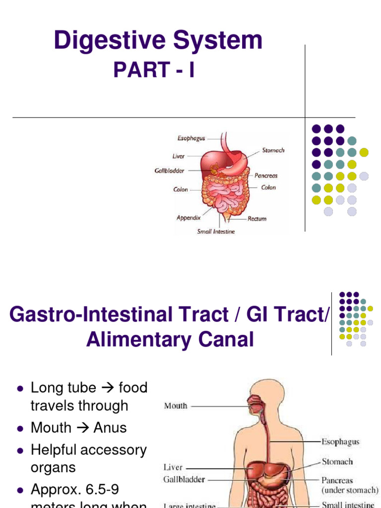 Lecture 8 _ Digestive System _ Anatomy Function _ Part I | PDF ...