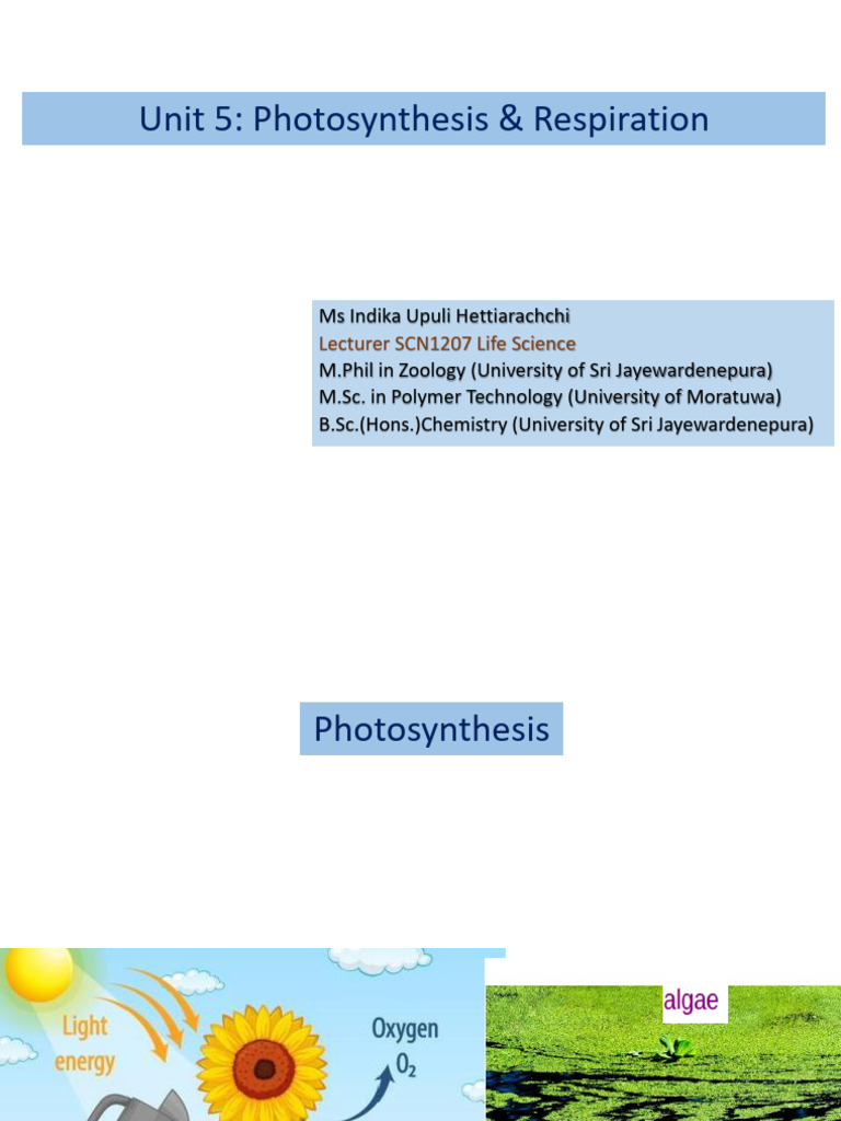 Photosynthesis Respiration | PDF | Respiratory System | Cellular ...