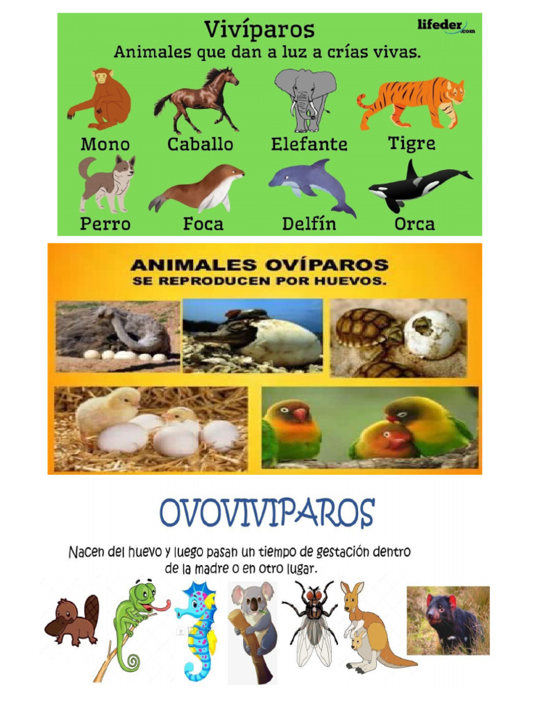 OVIPAROS, VIVIPAROS Y OVOVIVIPAROS | PDF