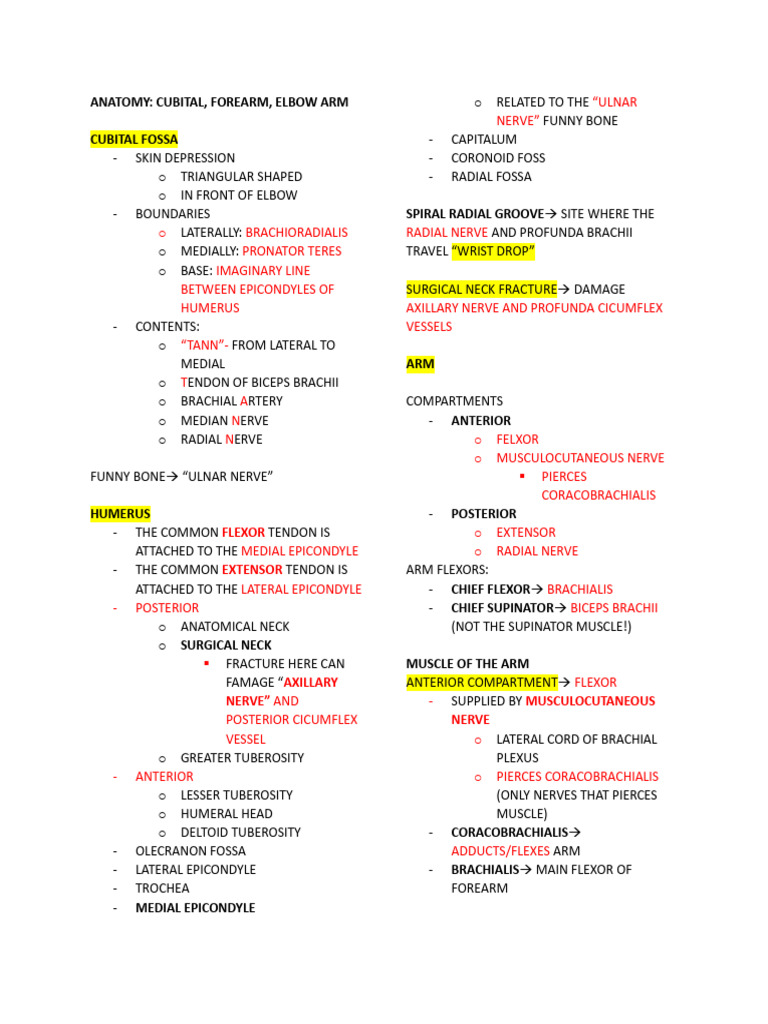Anatomy - Cubital Fossa, J Arm, Forearm | PDF | Arm | Elbow