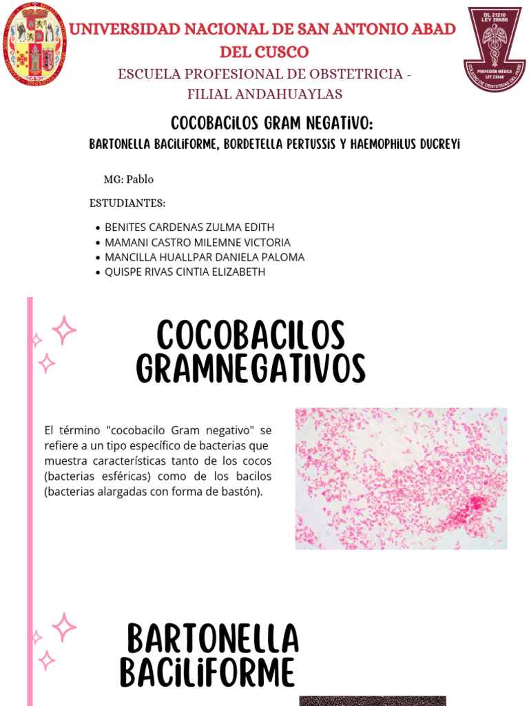 Cocobacilos Gram Negativos: Bartonella, Bordetella y Haemophilus | PDF ...