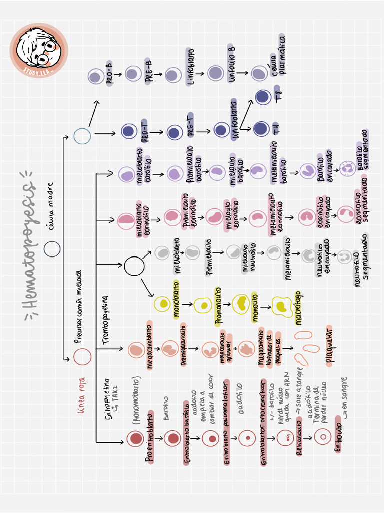 Esquema Hematopoyesis - 230128 - 212052 | PDF