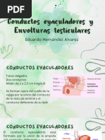 Capas del escroto y su anatomía | PDF