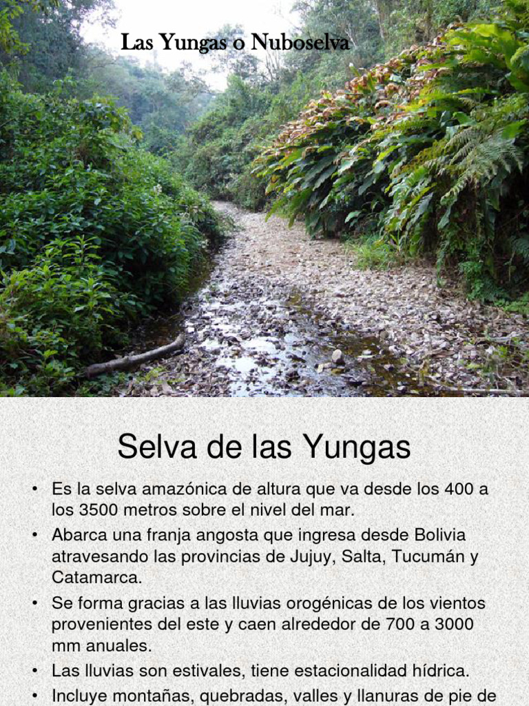 Las Yungas | PDF | Hogar, jardinería y bricolaje