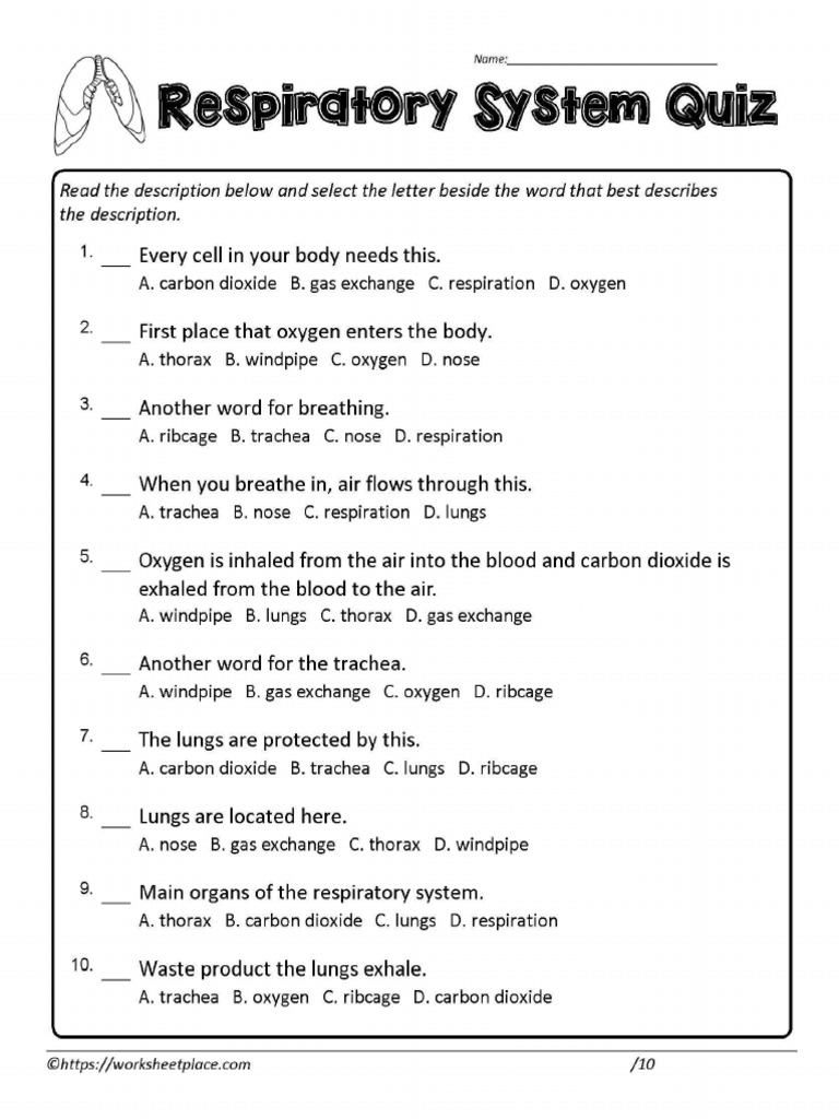 Respiratory System Quiz | PDF
