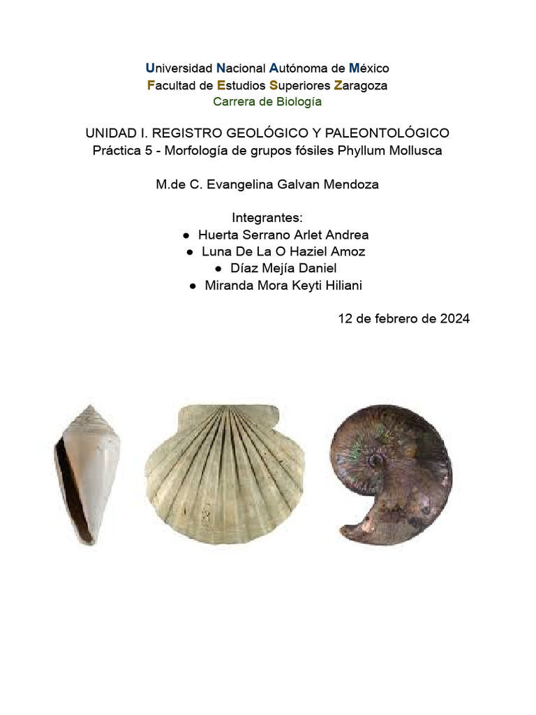 Informe Phyllum Mollusca | PDF | Fósil | Caliza