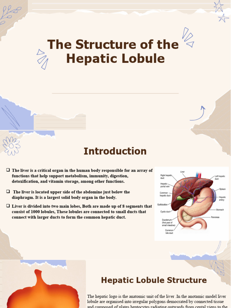 Slidesgo The Intricacies of The Hepatic Lobule An in Depth Exploration 20240518131618Jhxv | PDF ...