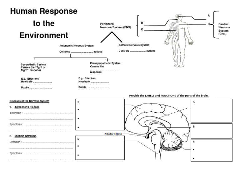 6.1 Nervous System ONE PAGER | Download Free PDF | Anatomy | Organ ...