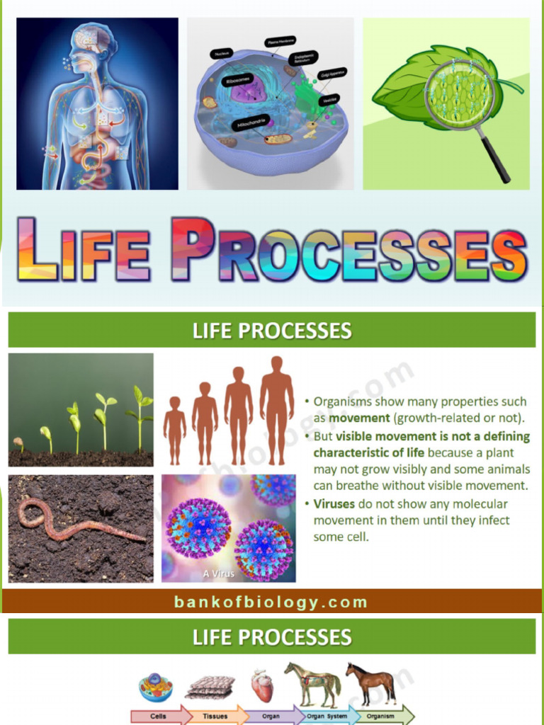 Presentation 1 | PDF