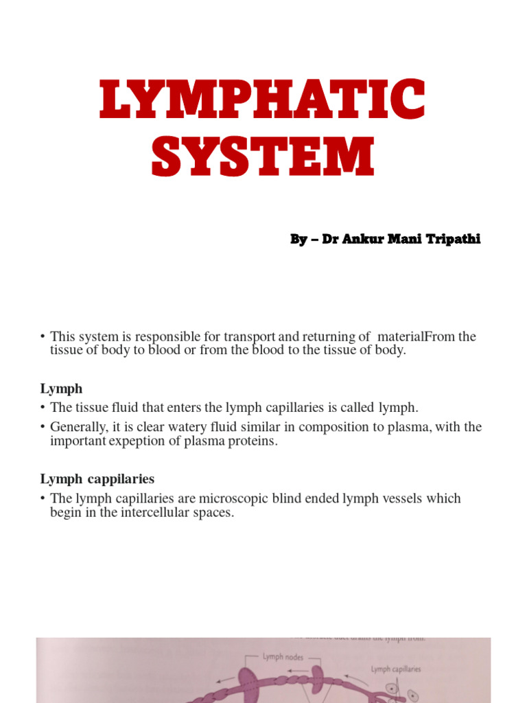 Lymphatic System Overview | PDF | Vein | Lymph