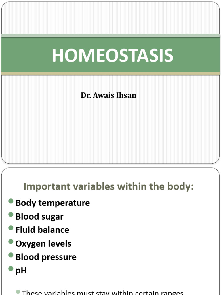 Homeostasis and Thermoregulation Explained | PDF