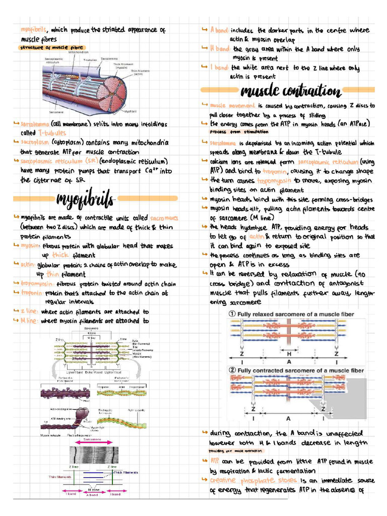 Interactive Notes Coordination 4 | PDF