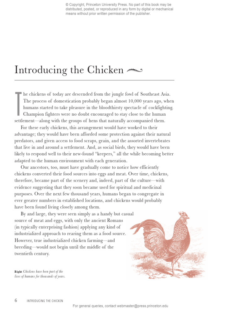 Chicken | Download Free PDF | Chicken | Birds