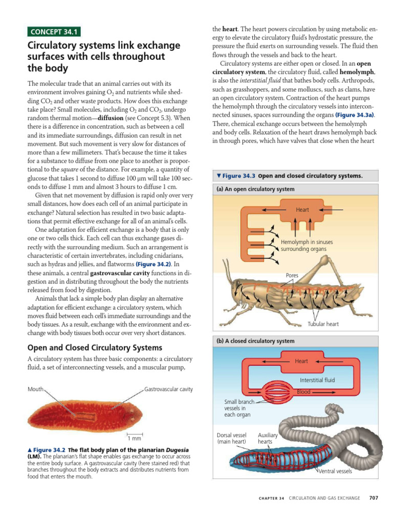 Animal Circulatory System | PDF | Atrium (Heart) | Heart Valve