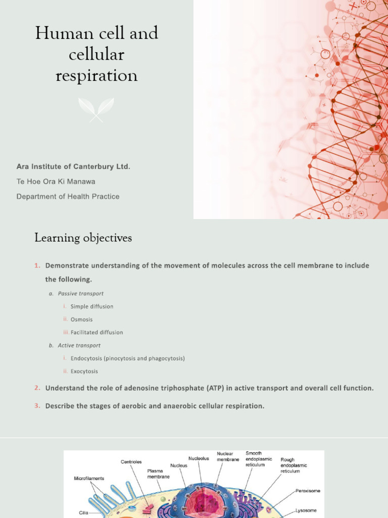 Human Cell and Cellular Respiration | PDF | Cellular Respiration | Cell ...