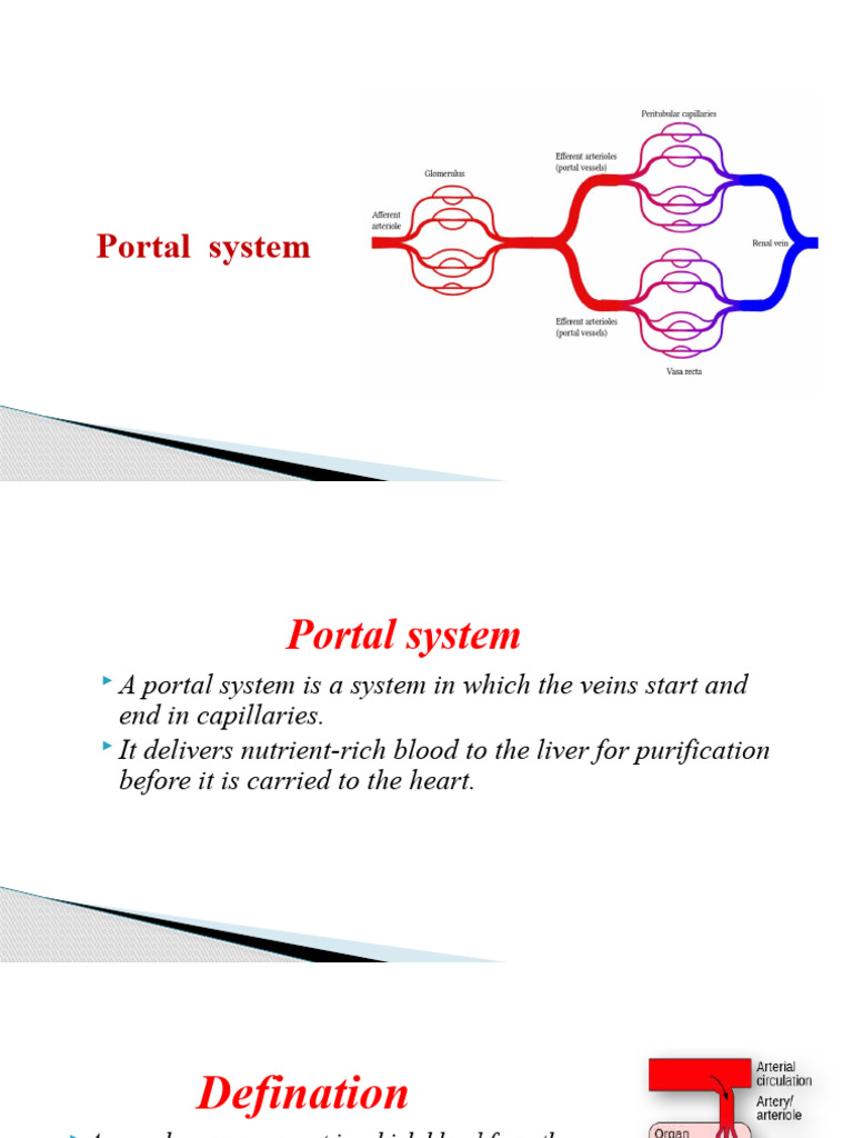Portal System | PDF | Vein | Capillary