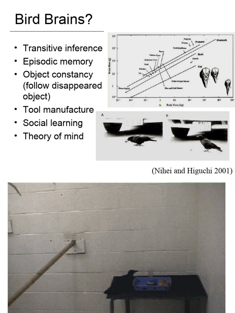 Bird Brain | PDF | Brain | Consciousness