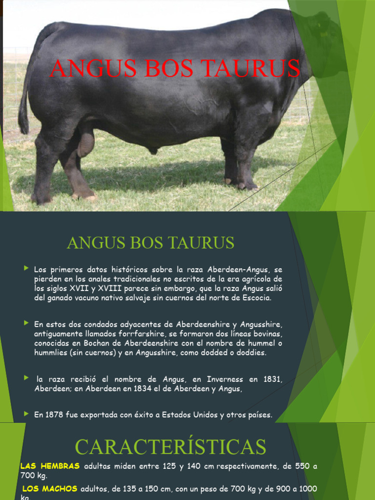 Características del Ganado Angus | PDF | Vacas | Etnobiología