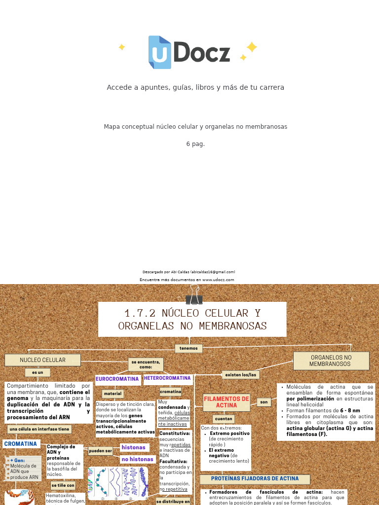 mapa-conceptual-nucl-510017-downloadable-3852681 | PDF | Mitosis | Nucleo celular
