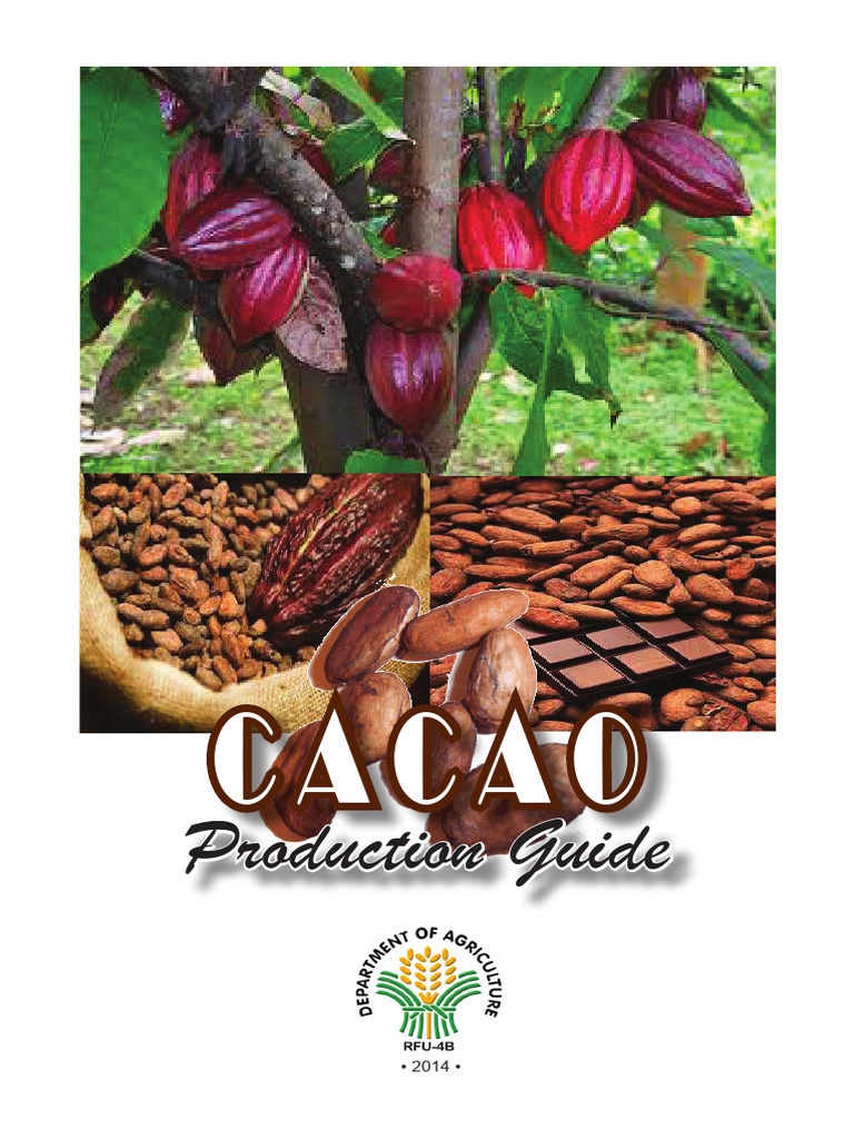 Cacao Farming in the Philippines | PDF | Cocoa Bean | Grafting