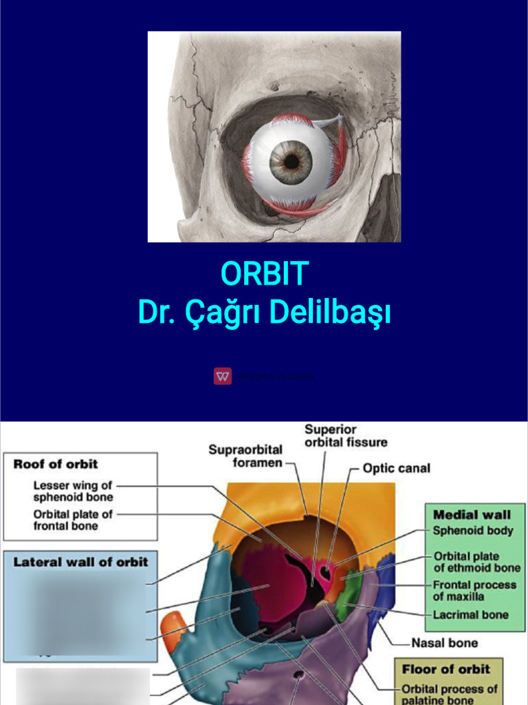 Anatomy of the Eye and Orbit Structures | PDF | Human Eye | Cornea
