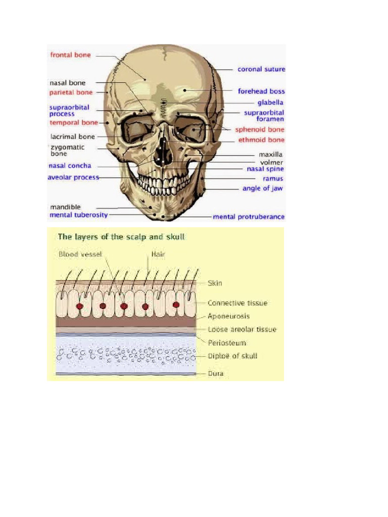 skull | PDF