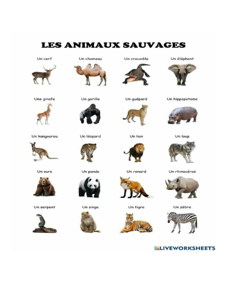 Animaux | PDF