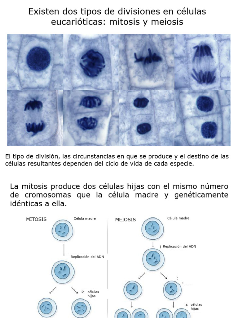 13 - Mitosis y Meiosis - 2024 - Láminas (1) | Descargar gratis PDF | Mitosis | Mitosis