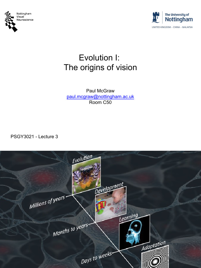 Evolution of Vision: Origins and Diversity | PDF | Eye | Evolution
