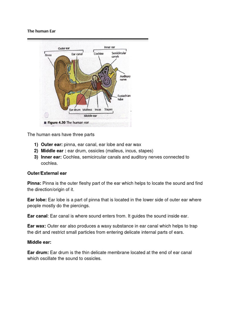 The Human Ear | PDF