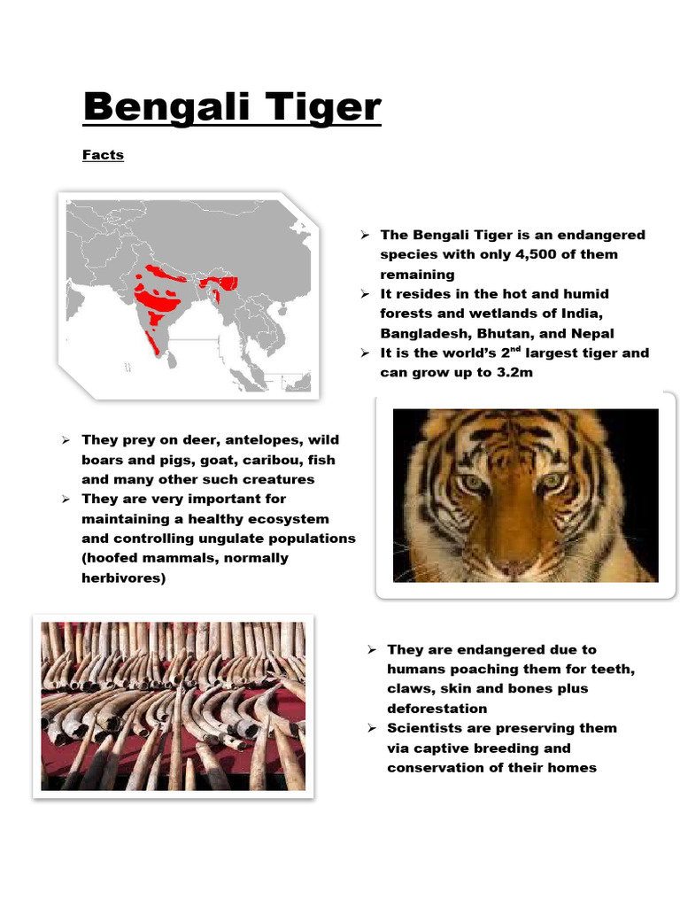 Bengali tiger (endangered) | PDF