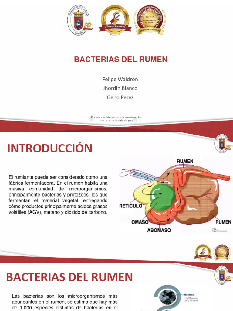 Bacterias del Rumen: Tipos y Funciones | PDF | Las bacterias | Fermentación