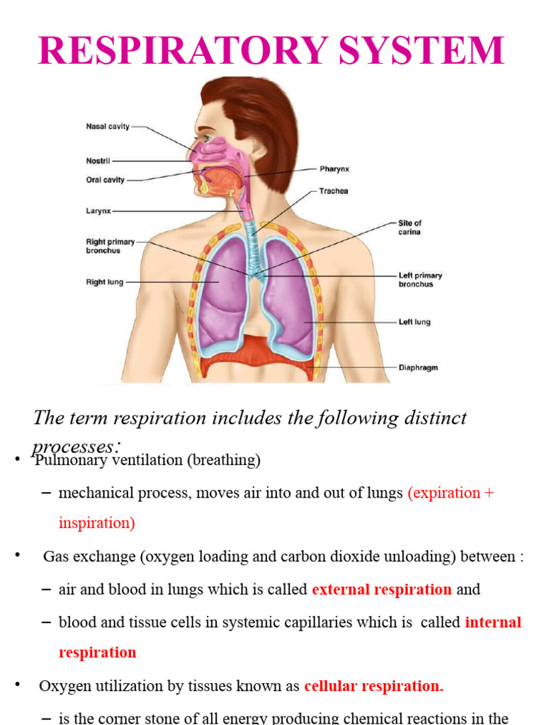 Respiratory Anatomy | PDF | Human Nose | Lung