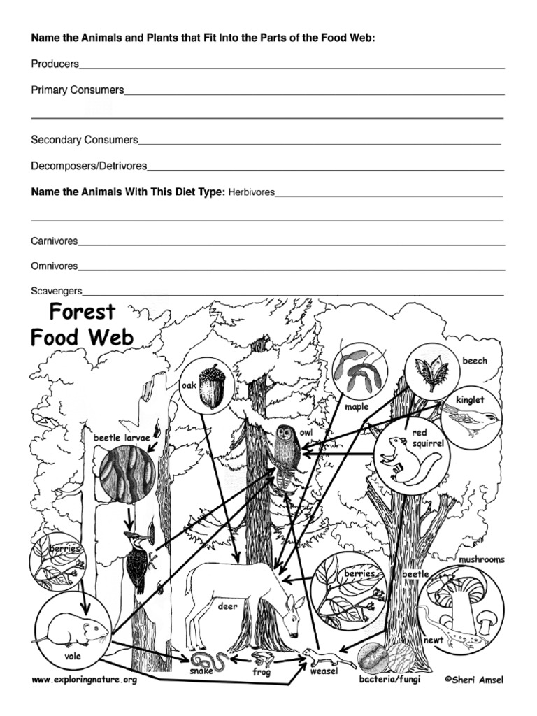 5.forest Foodweb | PDF