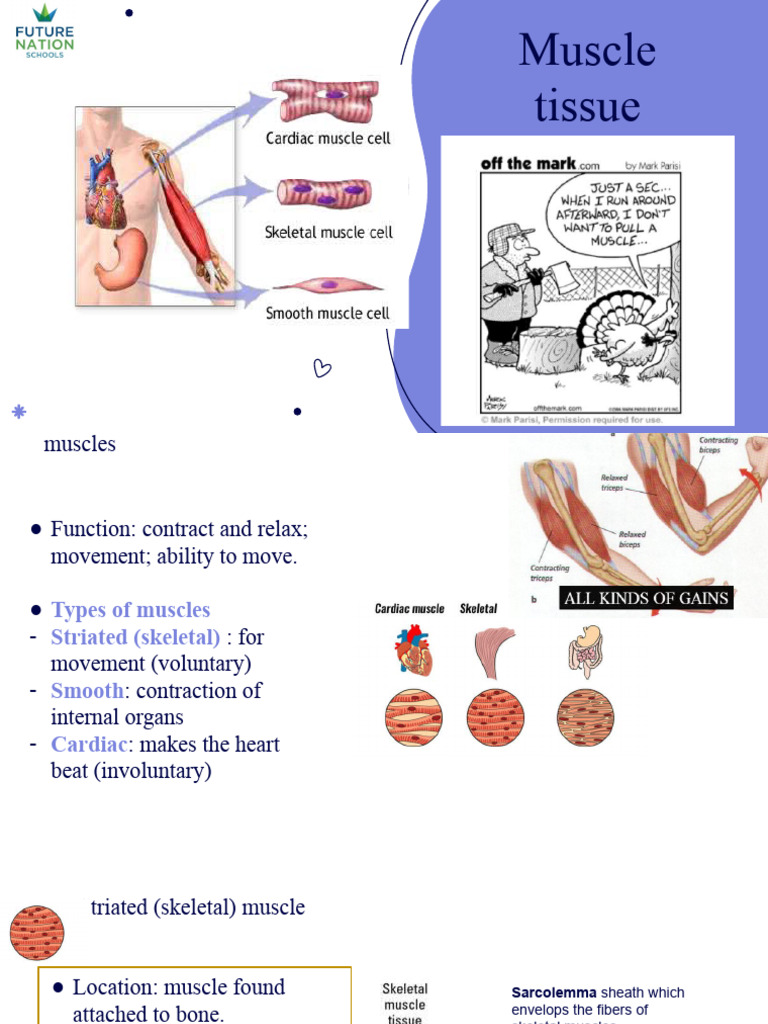 Muscle Tissue 4 | PDF | Muscle | Cardiac Muscle