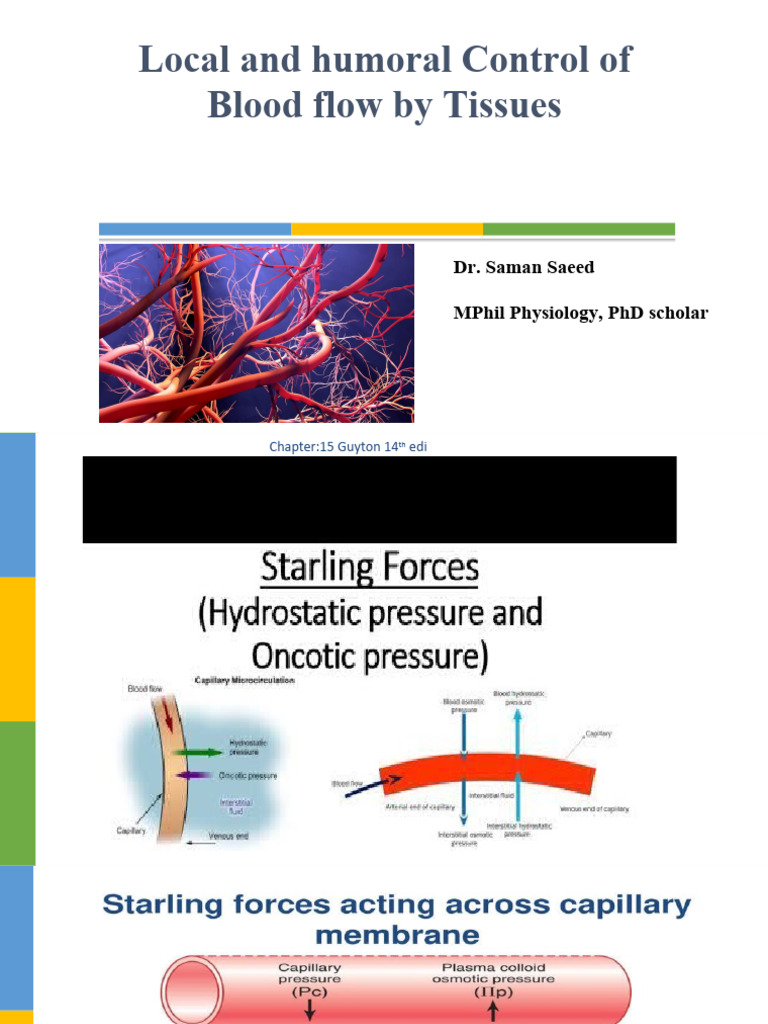 Blood Flow Control Local & Humoral | PDF | Blood Vessel | Vasodilation