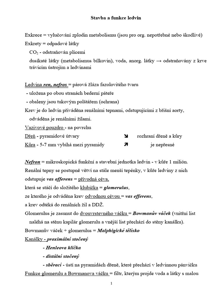 1 Stavba A Funkce Ledvin | PDF