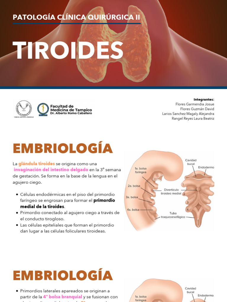 Tiroides - Patología Clínica Quirúrgica | PDF | Tiroides | Hipertiroidismo