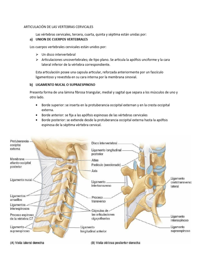 ARTICULACIÓN DE LAS VERTEBRAS CERVICALES | PDF | Articulación | Vértebra