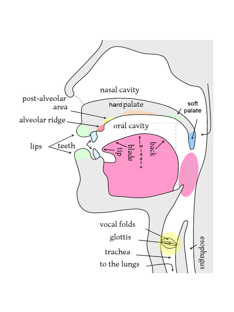 Articulators Map | PDF